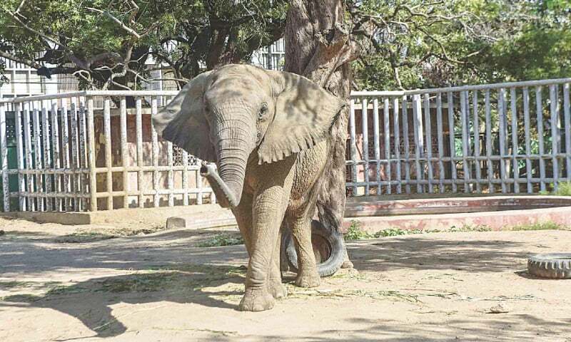 Lone zoo elephant still awaits reunion with sisters in Karachi’s Safari ...