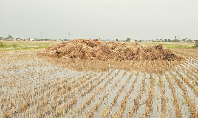 Rain, hailstorm damage wheat crops - Newspaper - DAWN.COM