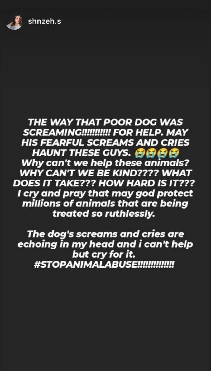 ‘Human beings are pure evil’: Dog thrown from balcony in Karachi’s ...