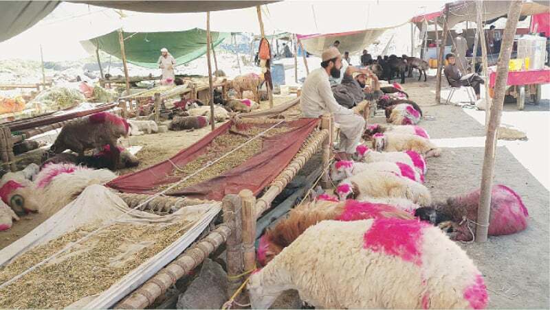 Demand for sheep falls due to high prices - Newspaper - DAWN.COM