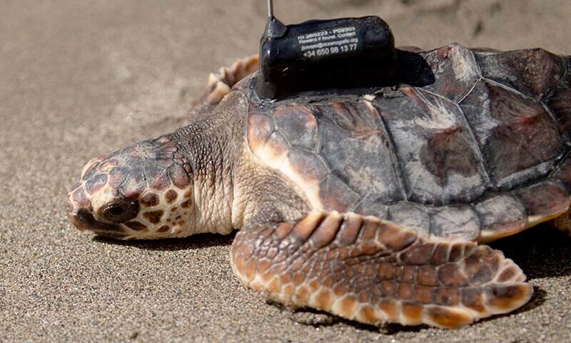 Rescued loggerhead turtles set free on beach in Spain - World - DAWN.COM