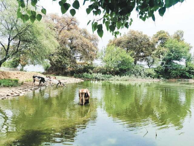 Groundwater takes a hit as ponds disappear in countryside - Newspaper ...