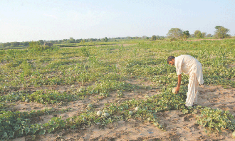 Sour tale of Chakwal’s sweet melons - Newspaper - DAWN.COM