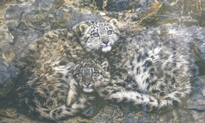 Commitment to wildlife conservation reaffirmed on World Ranger Day ...