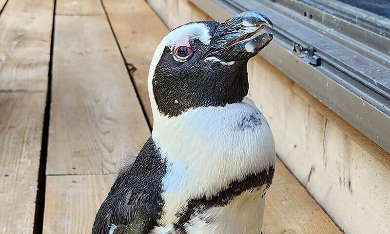 ‘Miracle’ Japan penguin found two weeks after escape - World - DAWN.COM