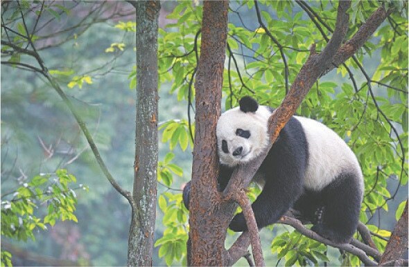 Feature: In conversation with a panda - Newspaper - DAWN.COM