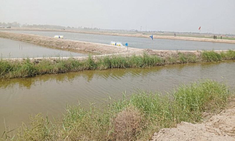 Country’s ‘biggest’ pilot project for shrimp farming launched ...