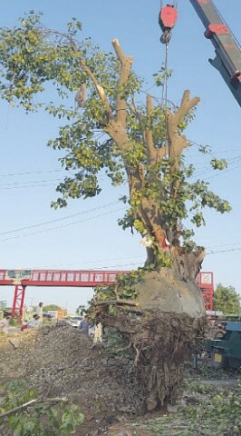Another decades-old tree moved to ‘safe location’ - Newspaper - DAWN.COM