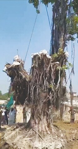 Tree relocated from Township to Jallo Forest Park - Newspaper - DAWN.COM