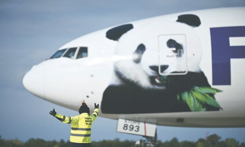 Giant pandas flown to US from China aboard ‘Panda Express’ - World ...