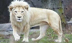Pet lion killed by housing colony guard in Lahore - Pakistan - DAWN.COM