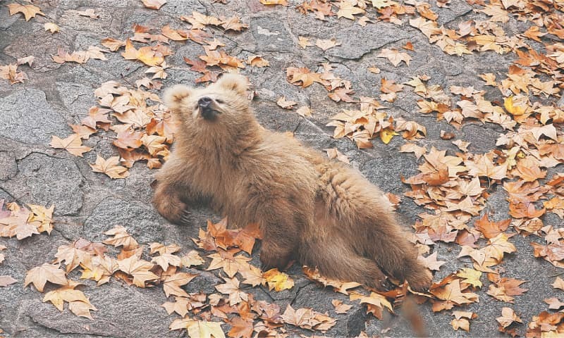 Junjun the bear cub captivates crowds at Shanghai zoo | News Minimalist
