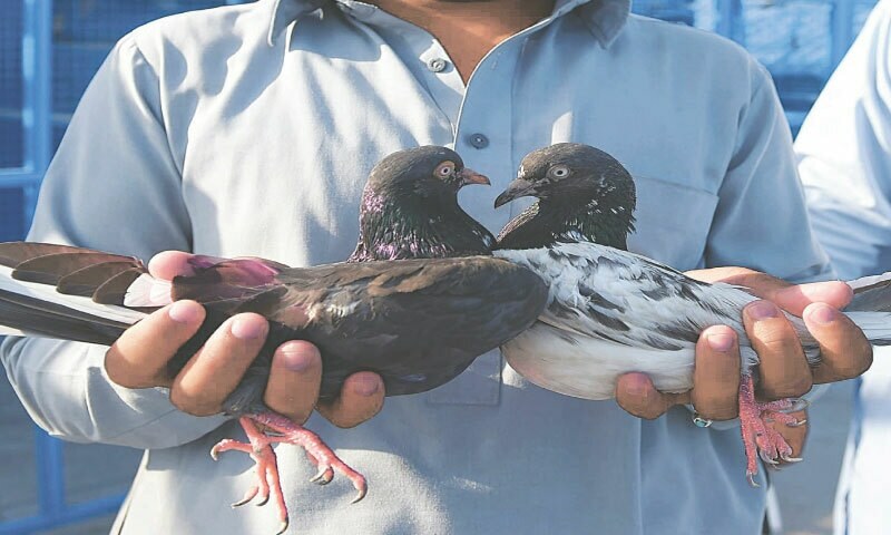 PIGEON SPORTS: REIGNING OVER THE PARADE - Newspaper - DAWN.COM