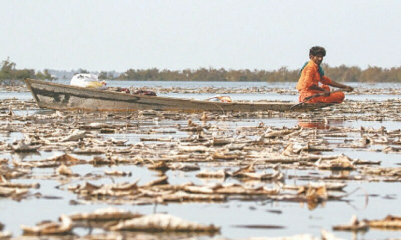 WWF-P urges collective action for conservation of country’s wetlands ...