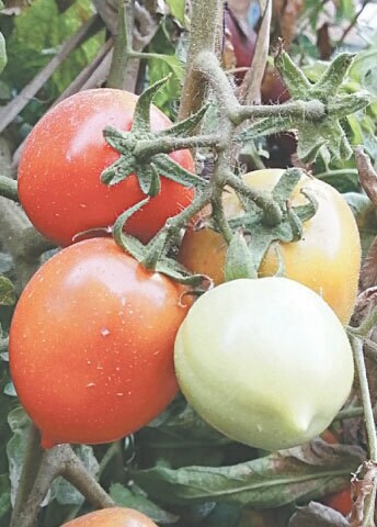 GARDENING: THE TOMATO SHIFT - Newspaper - DAWN.COM