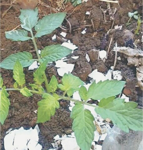 GARDENING: THE TOMATO SHIFT - Newspaper - DAWN.COM