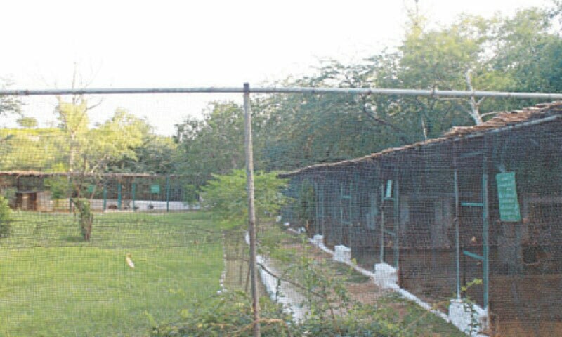 Kohat people want wildlife parks turned into mini zoos - Newspaper ...
