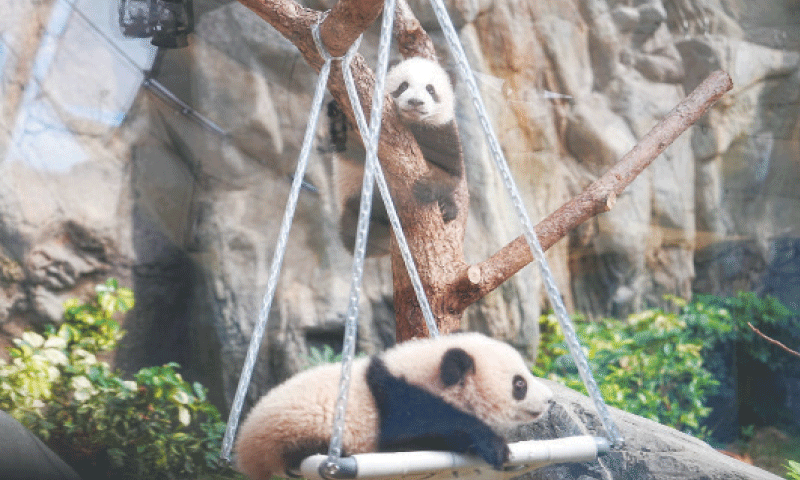 Hong Kong’s twin panda cubs to make public debut today - World - DAWN.COM