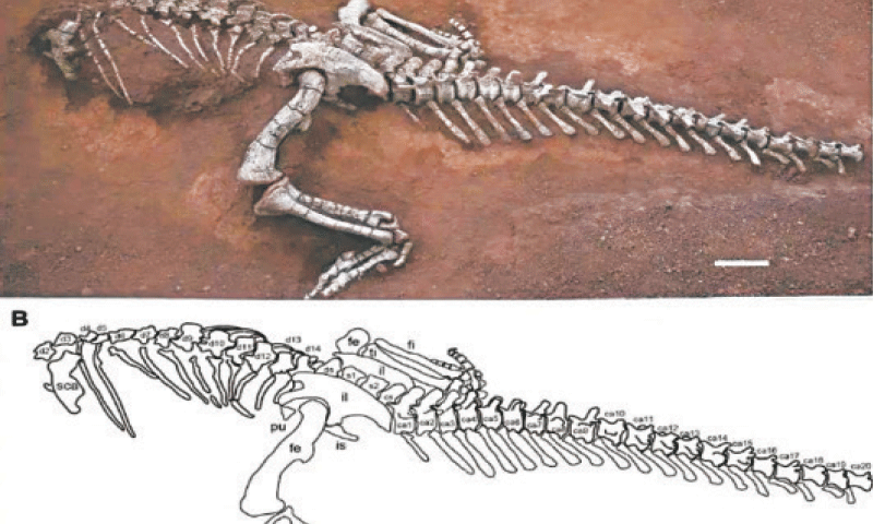 Scientists identify new sauropod dinosaur species in SW China ...