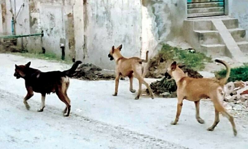 Stray dogs kill 19 goats, injure several in Bahawalnagar - Pakistan ...