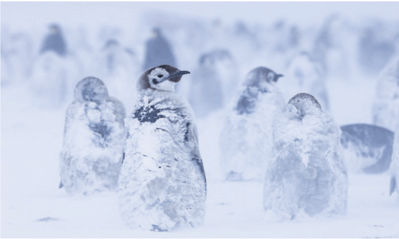 Secrets of the Penguins premieres on eve of Earth Day - Newspaper ...