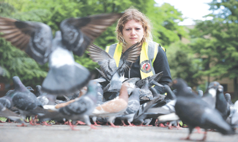 Pigeon rescue crew find peace in tending London’s flocks - Newspaper ...