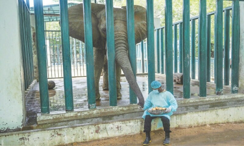 Jumbo task: 400 pills a day for elephants with TB in Safari Park ...