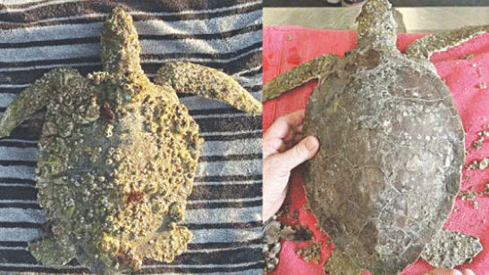 The weekly weird - Newspaper - DAWN.COM