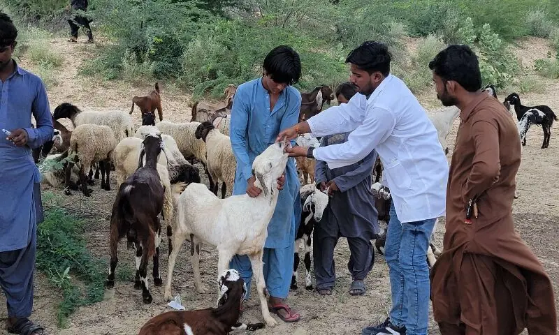 ‘From Herds to Hope’: Thar Foundation transforms livestock in Thar ...