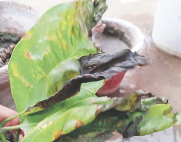 GARDENING: ‘WHY ARE MY MANGO LEAVES BURNING?’ - Newspaper - DAWN.COM