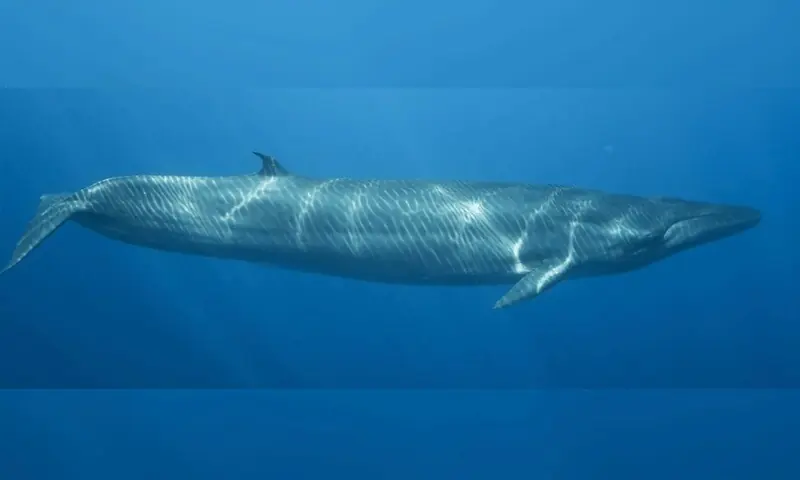 4 rare Bryde’s whales sighted off Gwadar coast: WWF-P - Pakistan - DAWN.COM