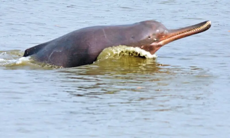 Indus dolphin sanctuary to be set up at Panjnad - Pakistan - DAWN.COM