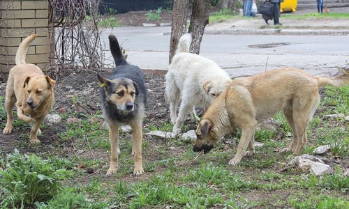 Be kind to stray animals - Newspaper - DAWN.COM