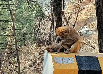 THE EVOLUTION OF MONKEY | GreenStories