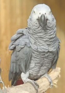 The weekly weird - Newspaper - DAWN.COM