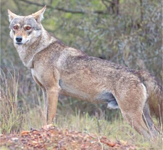 Two dead, 19 injured in bus-van collision - Newspaper - DAWN.COM