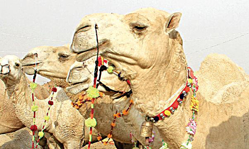 ‘I do camels, cows, goats...’ - Newspaper - DAWN.COM