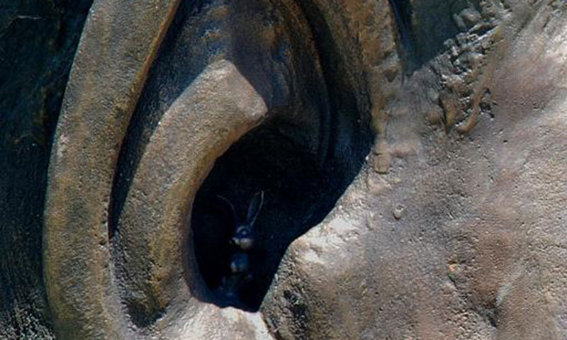 S.Africa orders removal of rabbit from Mandela statue's ear - DAWN.COM