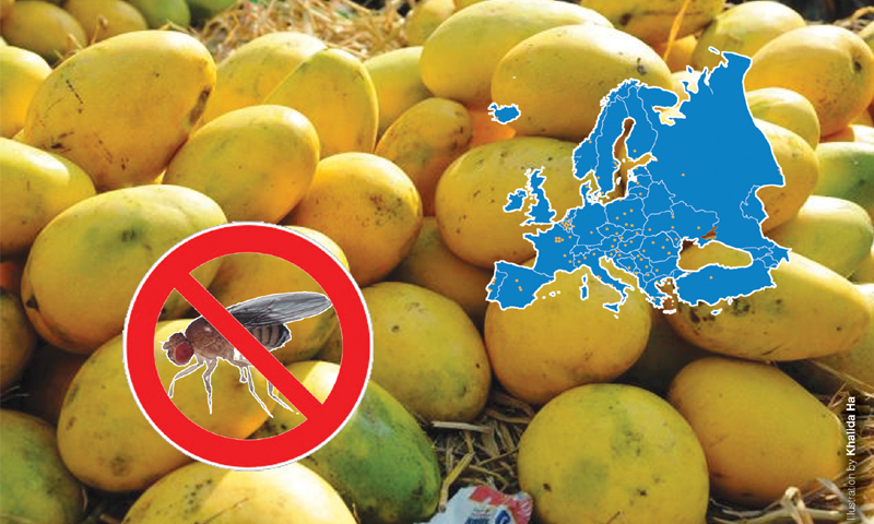 Stagnant mango exports - World - DAWN.COM