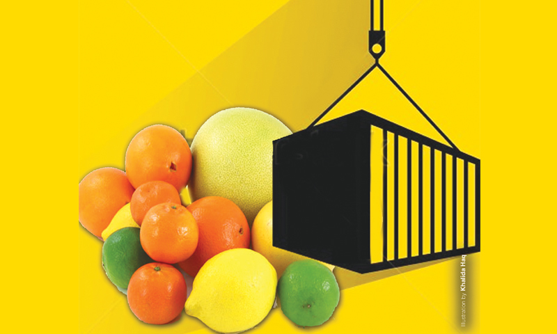 Eying export of citrus fruit - Business - DAWN.COM