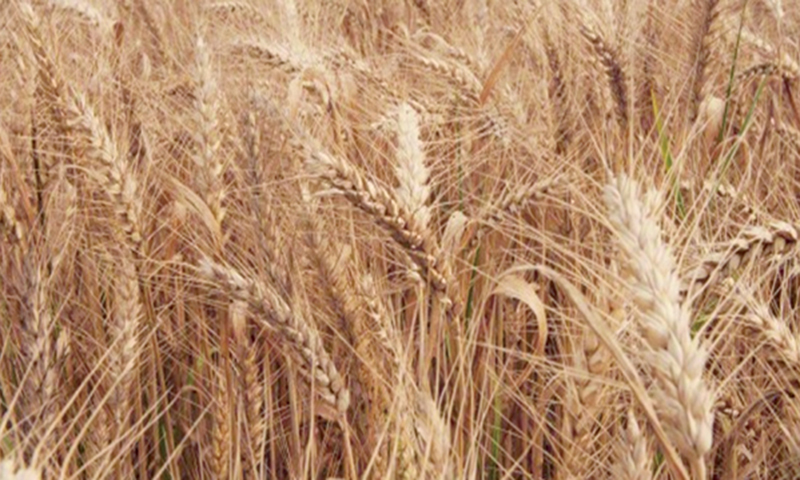 Sindh fails to sell wheat stock and set sowing targets - Business ...