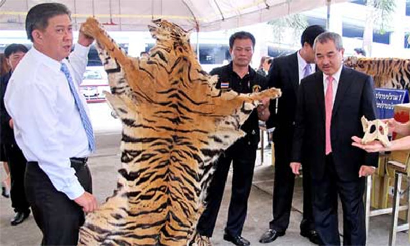 China demand threatens tiger protection efforts: experts - World - DAWN.COM