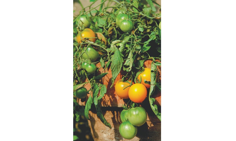 Pest control - Newspaper - DAWN.COM