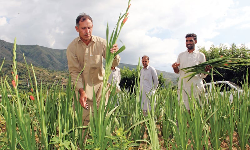 Gladiolus farming triples income of Swat growers - Newspaper - DAWN.COM