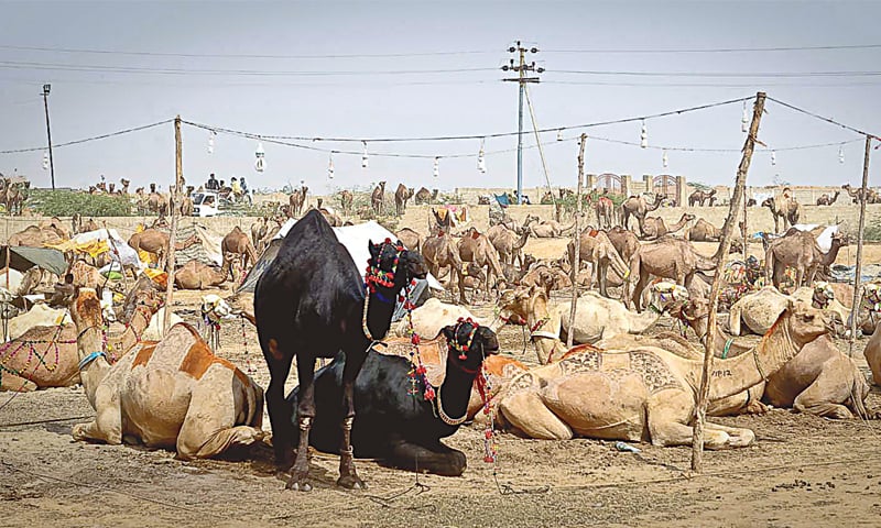 Three camels died from ‘heatwave, water woes’ at cattle market last ...