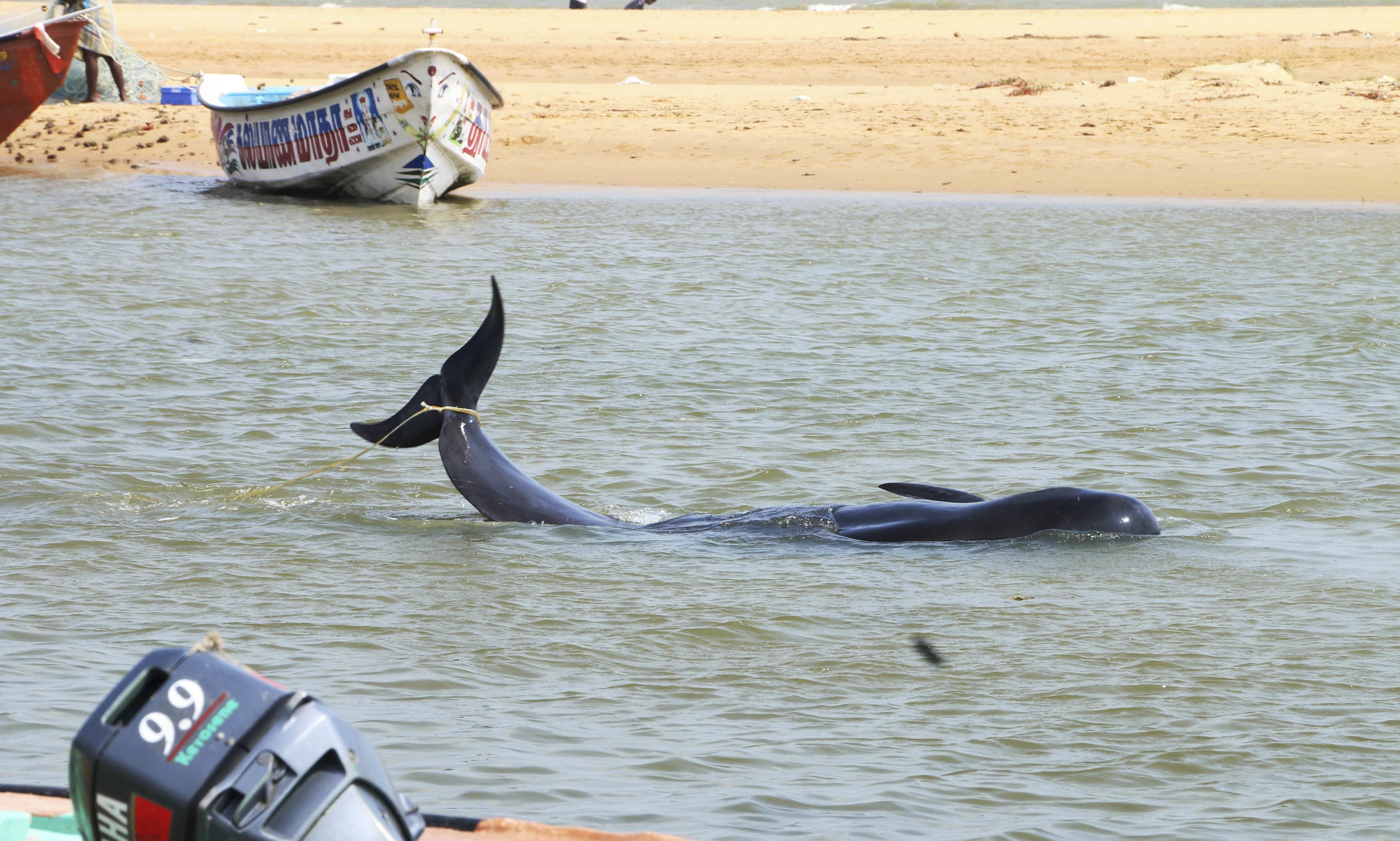 45 whales die after washing ashore on India's southern coast - World ...
