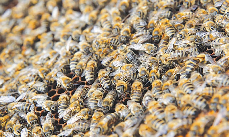 Decline of bees threatens crop output, says UN - World - DAWN.COM