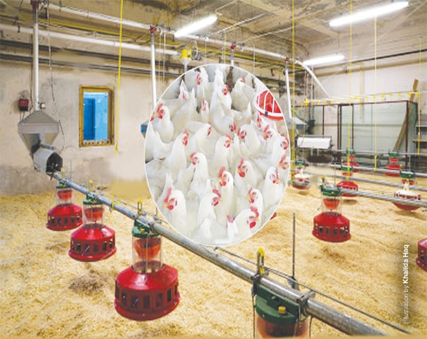 Automation in poultry production - Business - DAWN.COM
