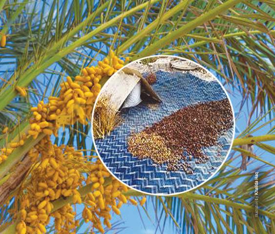 Initiatives for dates processing plants - Business - DAWN.COM