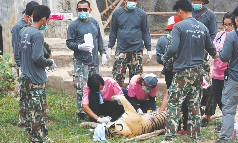 Tug-of-war resumes over Thai temple tigers - Newspaper - DAWN.COM